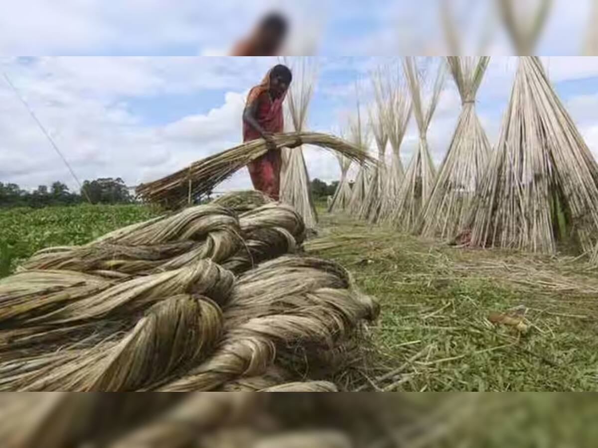 Good News For Farmers: Centre Increases MSP Of Raw Jute By Rs 315