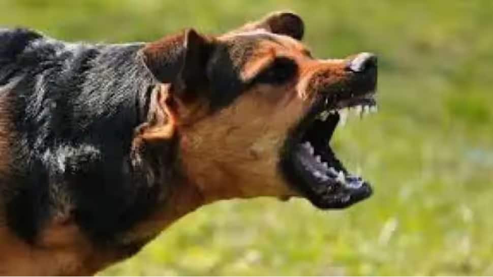 Stray Dogs Maul 3-Year-Old Boy To Death In Mathura | India News | Zee News