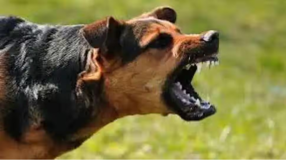 Stray Dogs Maul 3-Year-Old Boy To Death In Mathura | India News | Zee News