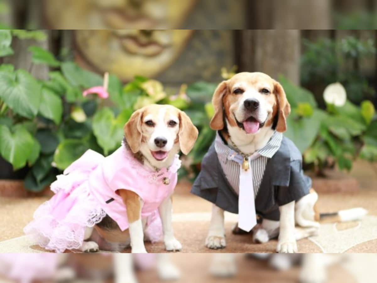 Shop these Chic and Comfy Pet Outfits for Every Season