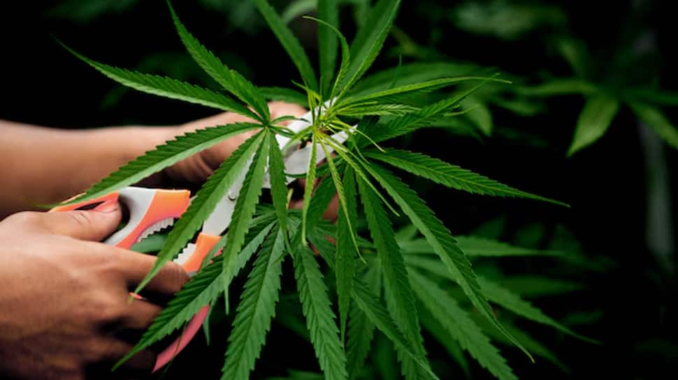Gujarat: Ganja Valued At Rs 1.80 Lakh Seized In Surat, Three Arrested ...