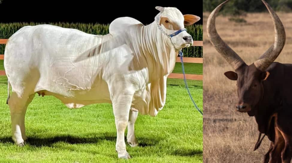 World's Most Expensive Cow: This Rs 41.8 Crore Beauty Costs More Than A ...