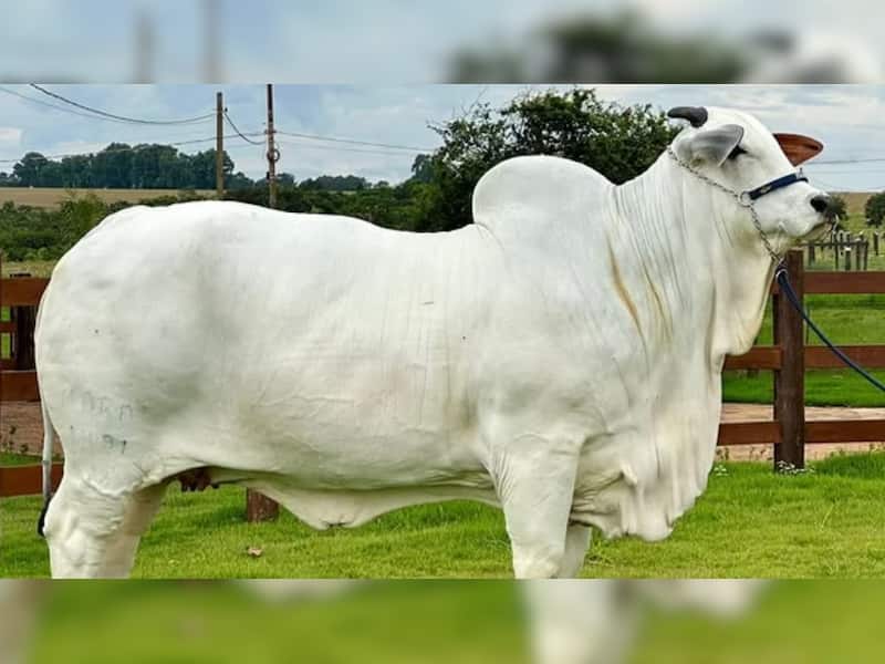 World's Most Expensive Cow: This Rs 41.8 Crore Beauty Costs More Than A ...