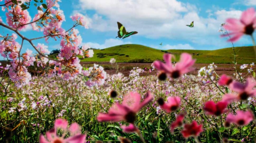 From Kyoto To New Zealand: 10 Must-Visit Spring Travel Destinations ...