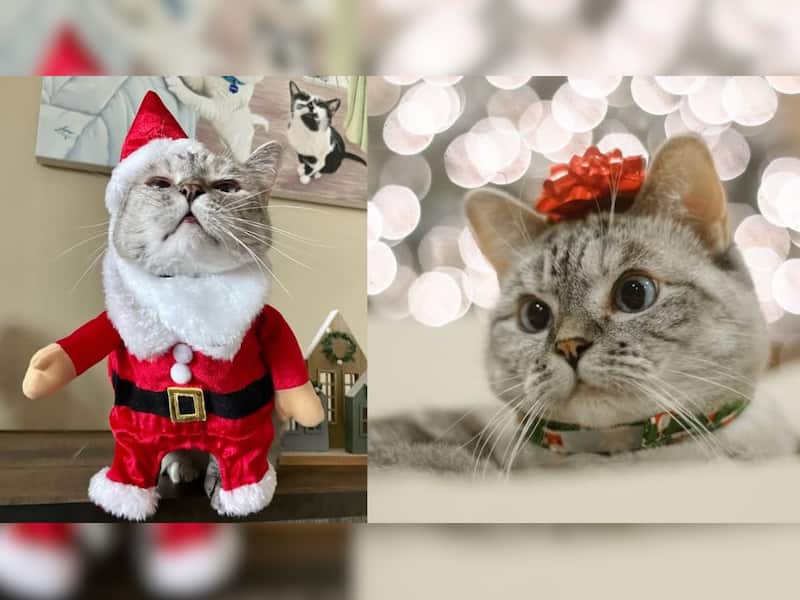 Meet Nala: World’s Richest Cat With Net Worth Rs... Crore And 4.5 ...