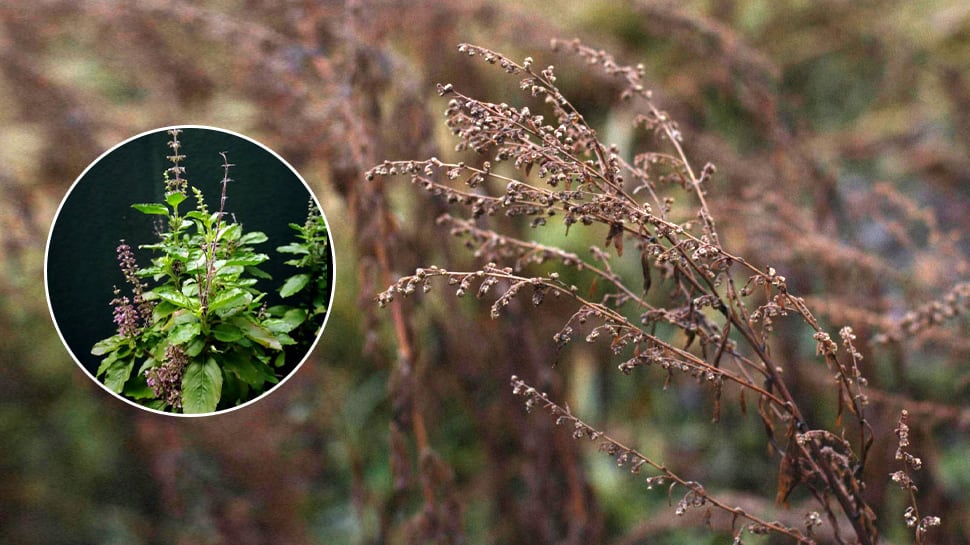 How To Save A Dying Tulsi Plant: Tips To Revive And Make It Healthy ...