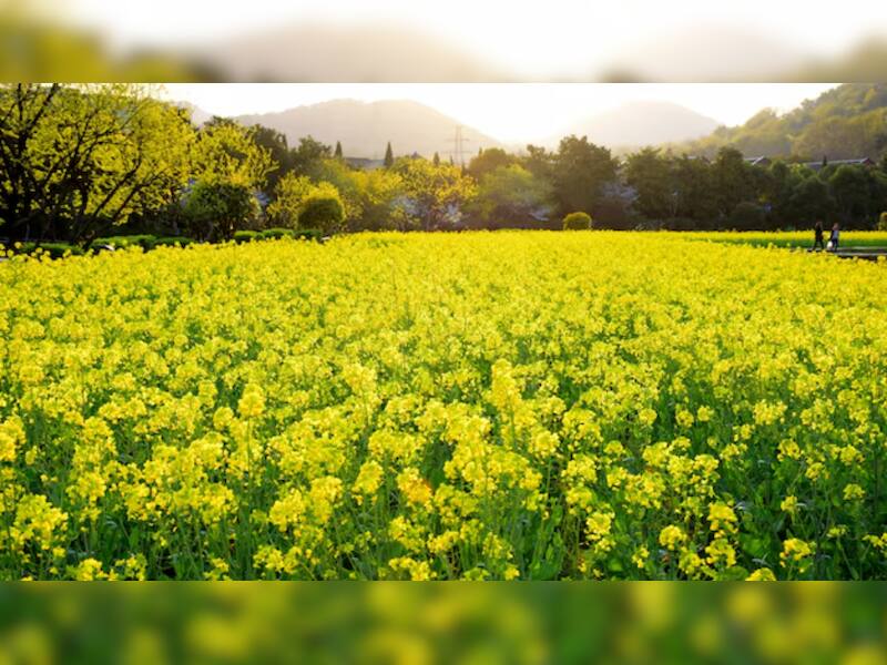 7 Breathtaking Flower Fields Around the World That Look Straight Out of ...