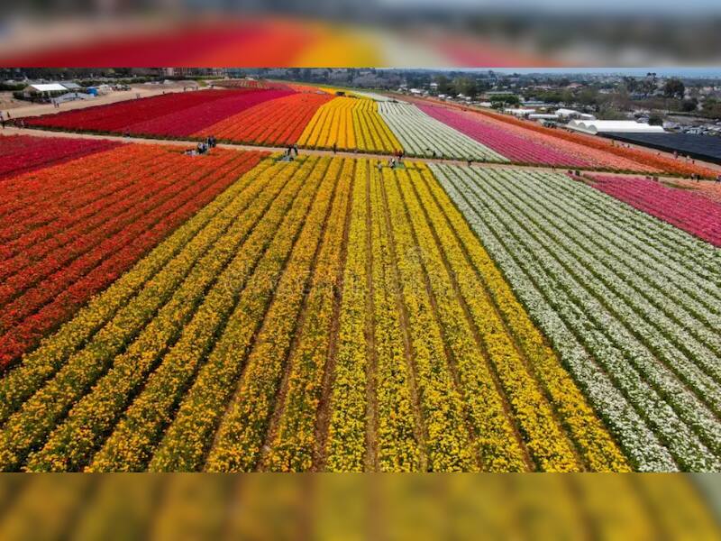 7 Breathtaking Flower Fields Around the World That Look Straight Out of ...
