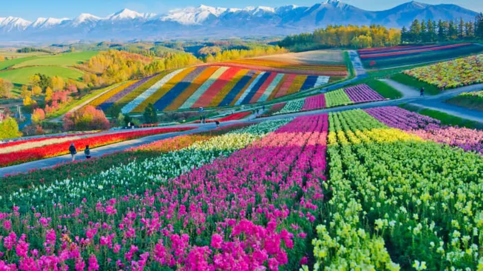 7 Breathtaking Flower Fields Around the World That Look Straight Out of ...
