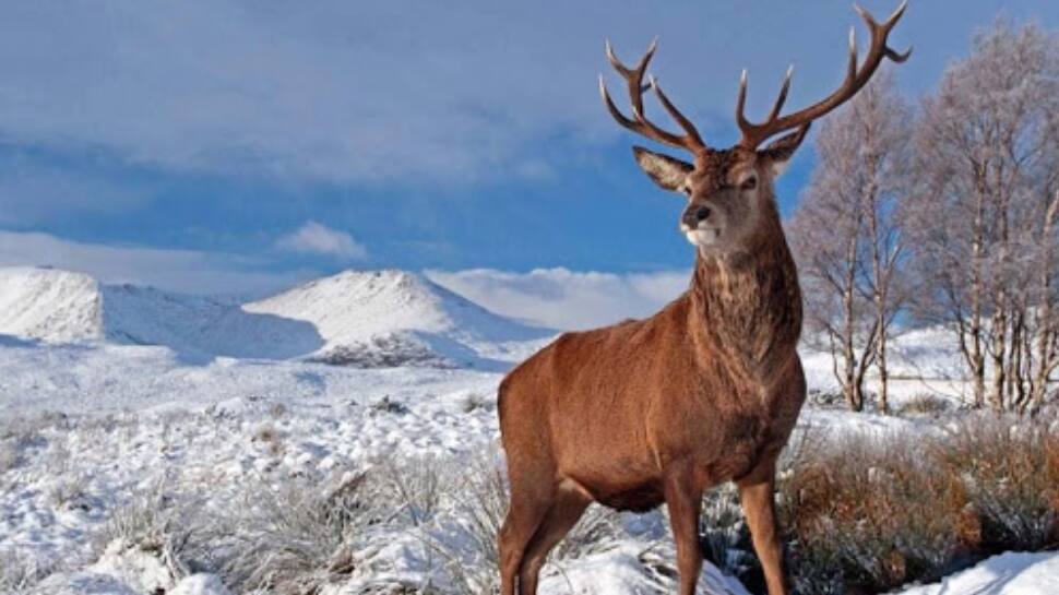 7 Exotic Animals to Spot in Kashmir’s Dachigam National Park | News ...