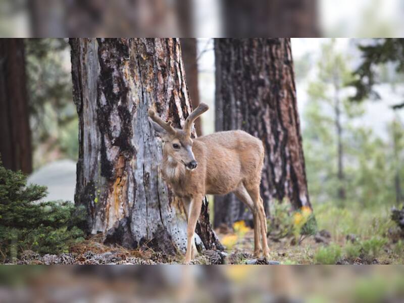7 Exotic Animals to Spot in Kashmir’s Dachigam National Park | News ...