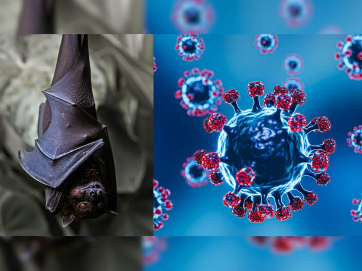 New Covid Variant To Hit Again? Bat Coronavirus Mutation Discovered In ...