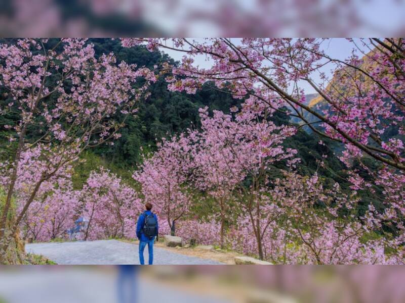 Top 8 Best Places To See Cherry Blossoms Around The World For Stunning ...
