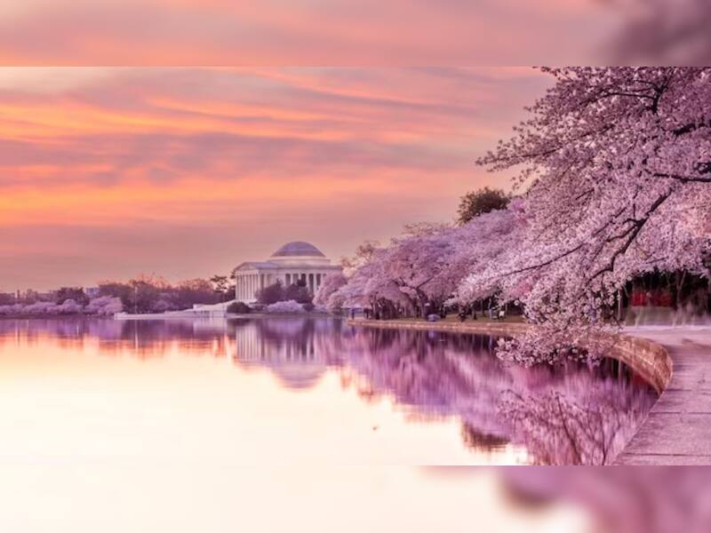 Top 8 Best Places To See Cherry Blossoms Around The World For Stunning ...