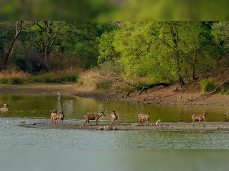 Explore 9 Of The Most Beautiful Forests In India, Known For Their ...