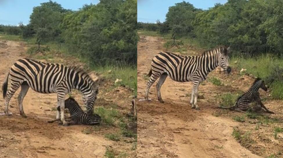 Safari Tourist Captures Rare Moment Of Zebra Giving Birth, WATCH Viral ...