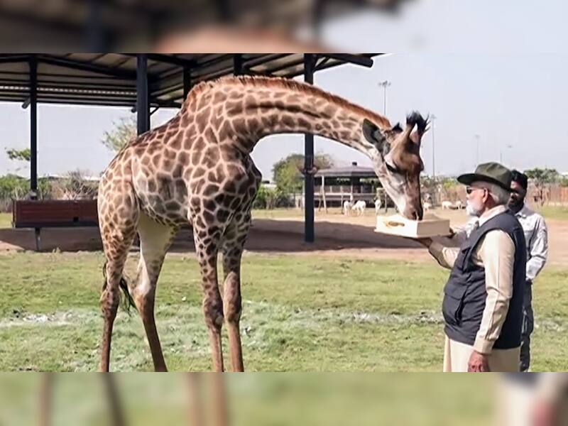 PM Modi's Stunning Pics With Wild Animals - Check | News | Zee News