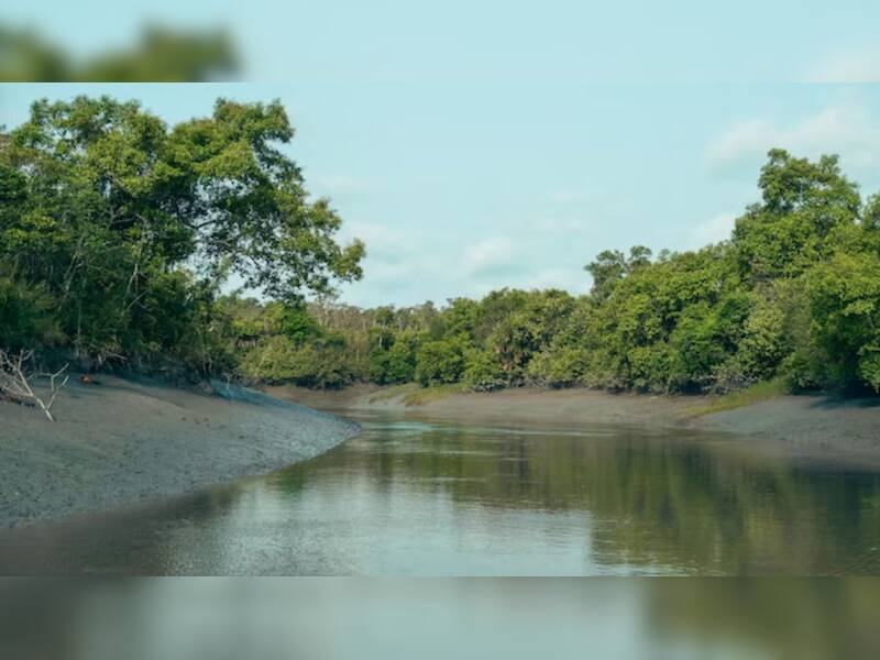 Sunderbans And The World's Largest Forests: Top Biodiverse Forests You ...