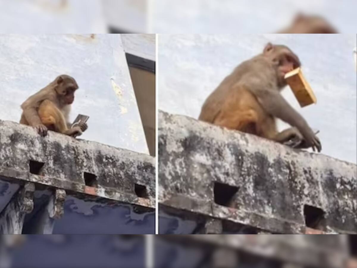 Monkey Cracks A Deal In Vrindavan: Trades Expensive Samsung Phone For ...