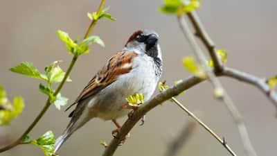 World Sparrow Day 2025: History, Significance, Importance, And How To ...