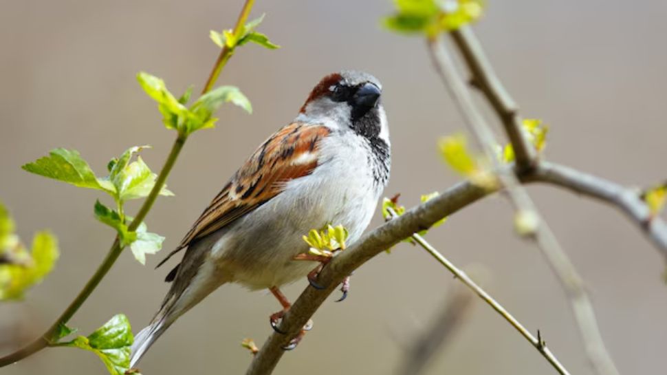 World Sparrow Day 2025: History, Significance, Importance, And How To ...