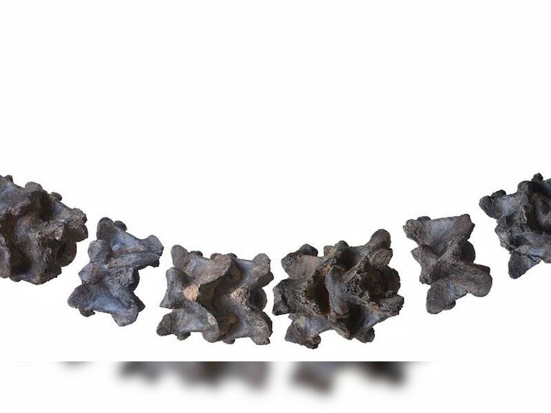 Meet Vasuki Indicus: World's Largest Snake Weighing 1000 Kgs, 49-Feet ...