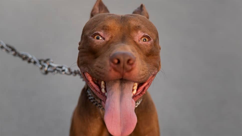 These 11 Animals Are Illegal To Keep As Pets In India: THIS Ferocious ...