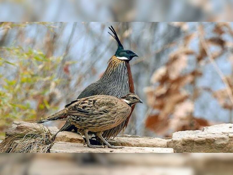 From Vibrant Western Tragopan To The Majestic Golden Eagle: 8 Most ...