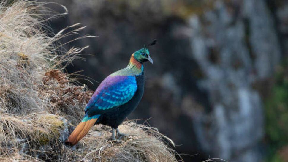 From Western Tragopan To Golden Eagle: 8 Most Colourful Birds To Spot ...