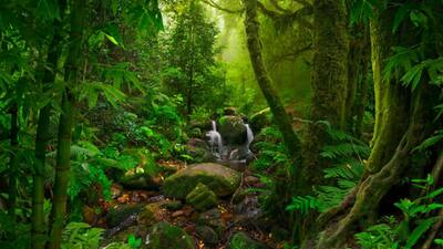 From Amazon To Borneo: Discover 10 Of The Most Incredible Rainforests ...