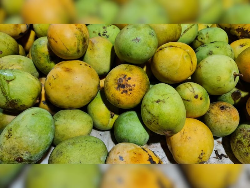 How To Identify Real And Fake Mango At Home: Simple Tricks For A Safe ...