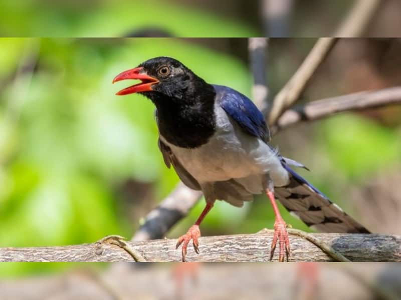 From Himalayan Monal To Kaleej Pheasant: 8 Most Colourful Birds To Spot ...