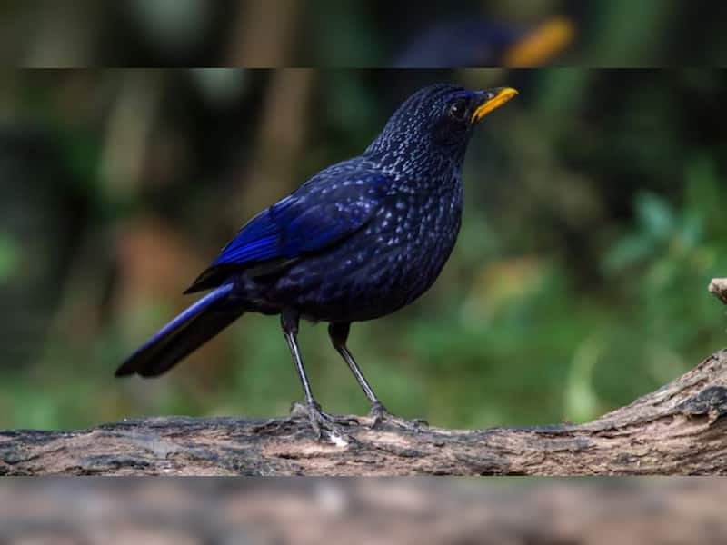From Himalayan Monal To Kaleej Pheasant: 8 Most Colourful Birds To Spot ...