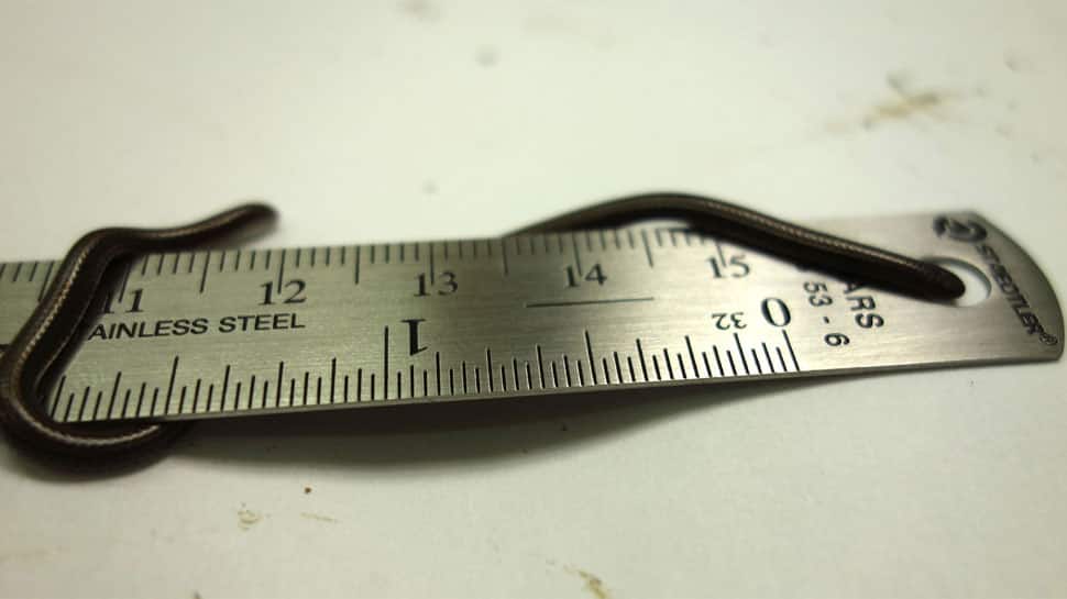 Say Hi To World's Smallest Snake Which Is Just 4 Inches Long, Wide As A ...