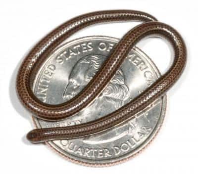 Say Hi To World's Smallest Snake Which Is Just 4 Inches Long, Wide As A ...