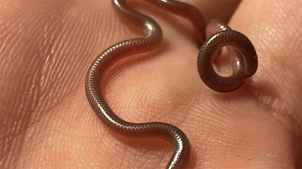 Say Hi To World's Smallest Snake Which Is Just 4 Inches Long, Wide As A ...