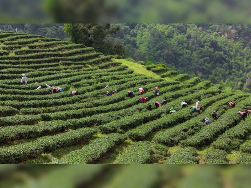 International Tea Day 2025: Don't Miss THESE Tourism Destinations If ...
