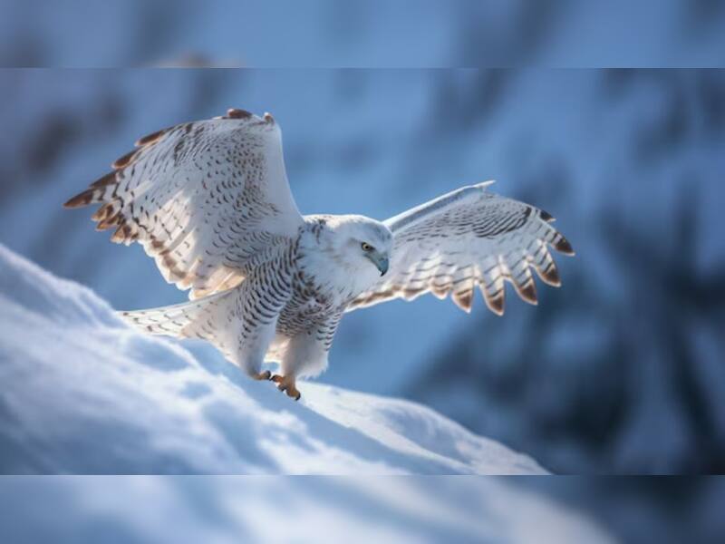 From Polar Bear To Snowy Owl: Discover 10 Iconic White Animals And ...