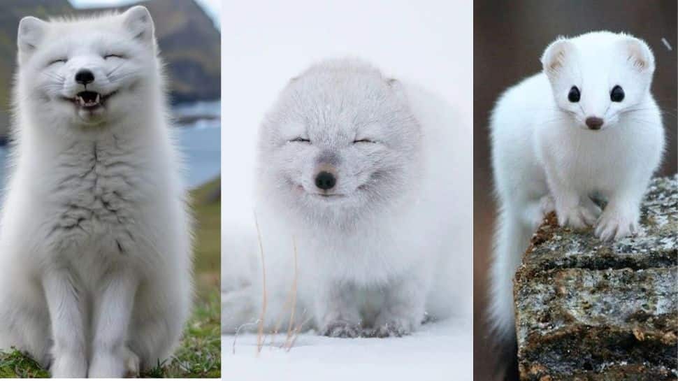 From Polar Bear To Snowy Owl: Discover 10 Iconic White Animals And ...