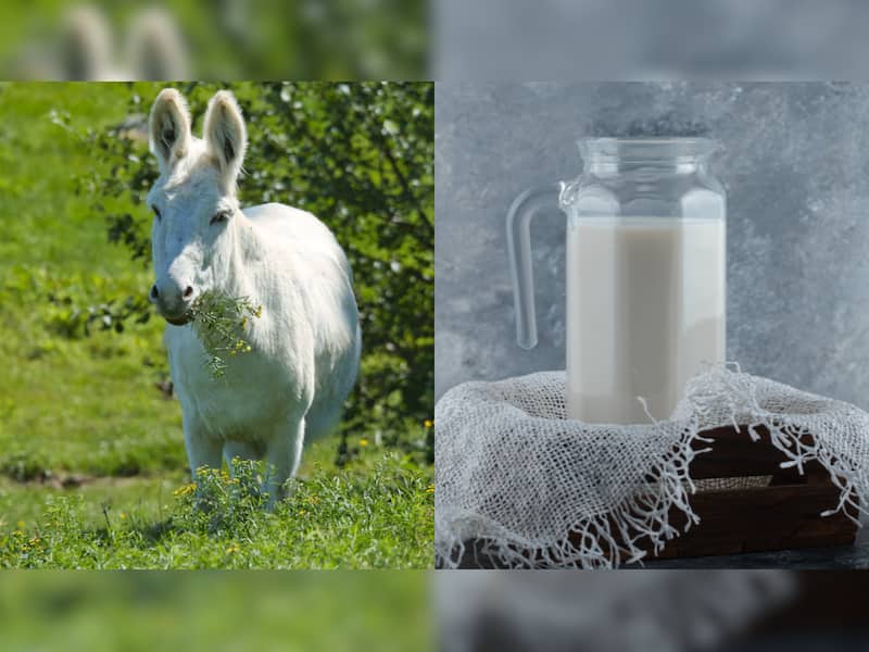 The World's Most Expensive Milk PRICE Rs...; Isn't From A Cow, Sheep Or ...