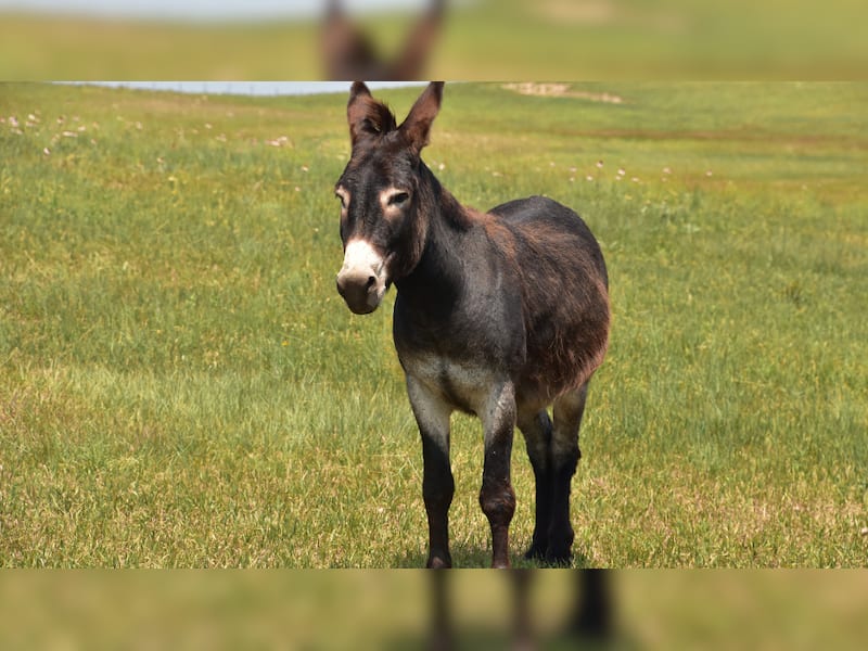 The World's Most Expensive Milk PRICE Rs...; Isn't From A Cow, Sheep Or ...