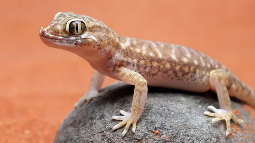 Can Lizards Bite And Are They Poisonous? Everything You Need to Know ...