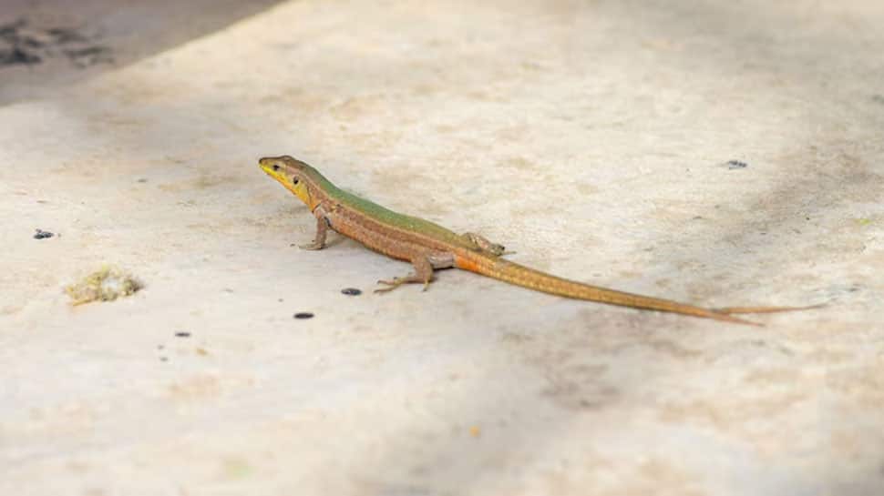 Can Lizards Bite And Are They Poisonous? Everything You Need to Know About Home Lizards | News ...