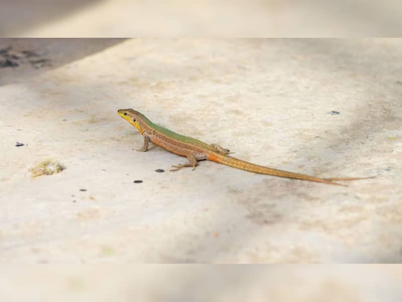 Can Lizards Bite And Are They Poisonous? Everything You Need to Know ...