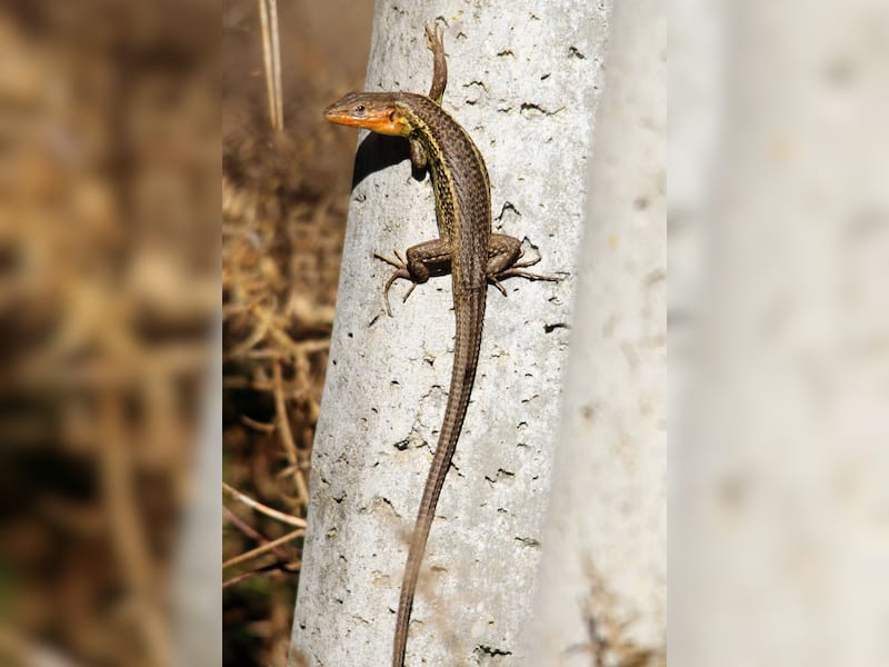 Can Lizards Bite And Are They Poisonous? Everything You Need to Know About Home Lizards | News ...