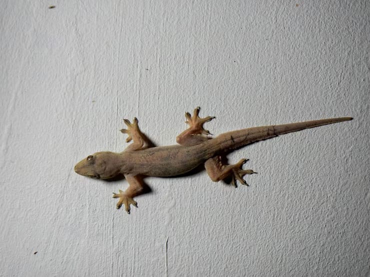 Can Lizards Bite And Are They Poisonous? Everything You Need to Know ...