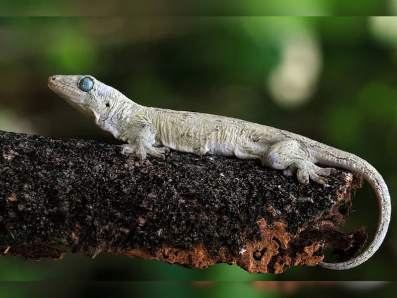 Can Lizards Bite And Are They Poisonous? Everything You Need to Know About Home Lizards | News ...