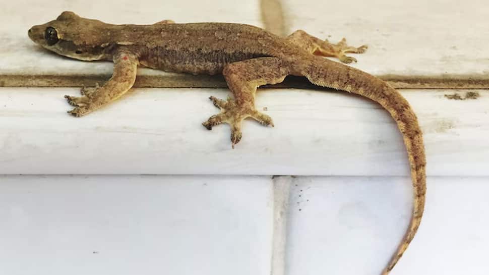 Can Lizards Bite And Are They Poisonous? Everything You Need to Know ...
