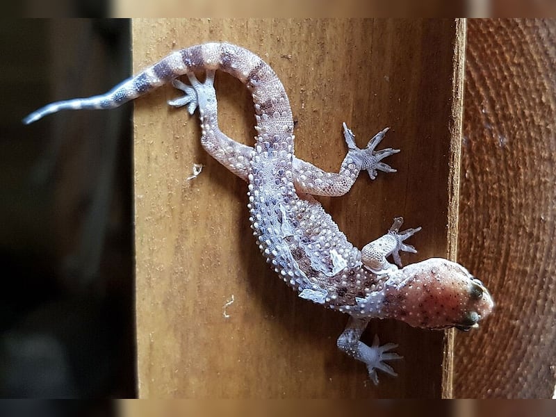 Can Lizards Bite And Are They Poisonous? Everything You Need to Know About Home Lizards | News ...