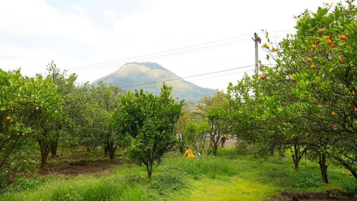 Hosachiguru Maamara Farms — A Mango Orchard Retreat Near Bangalore ...